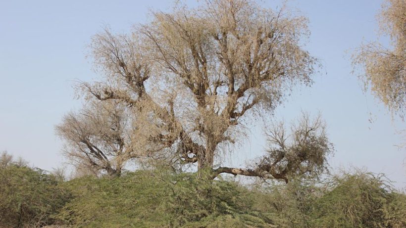 Meet The Ghaf: National Tree Of The UAE | Goumbook