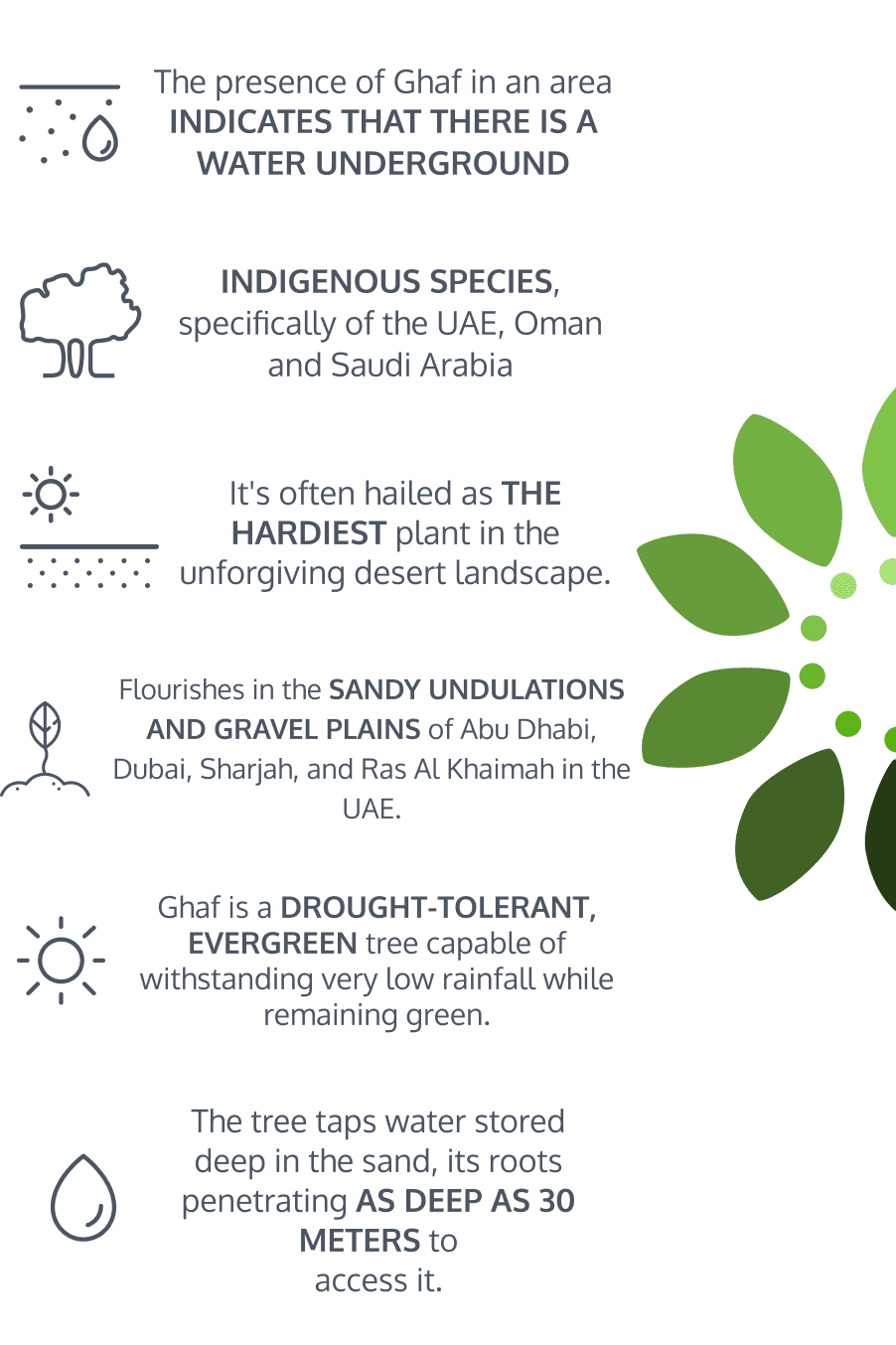 Give A Ghaf Tree Planting: Community Program | Goumbook