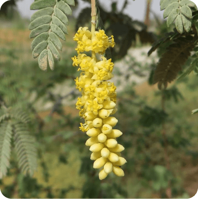 Meet The Ghaf: National Tree Of The UAE | Goumbook